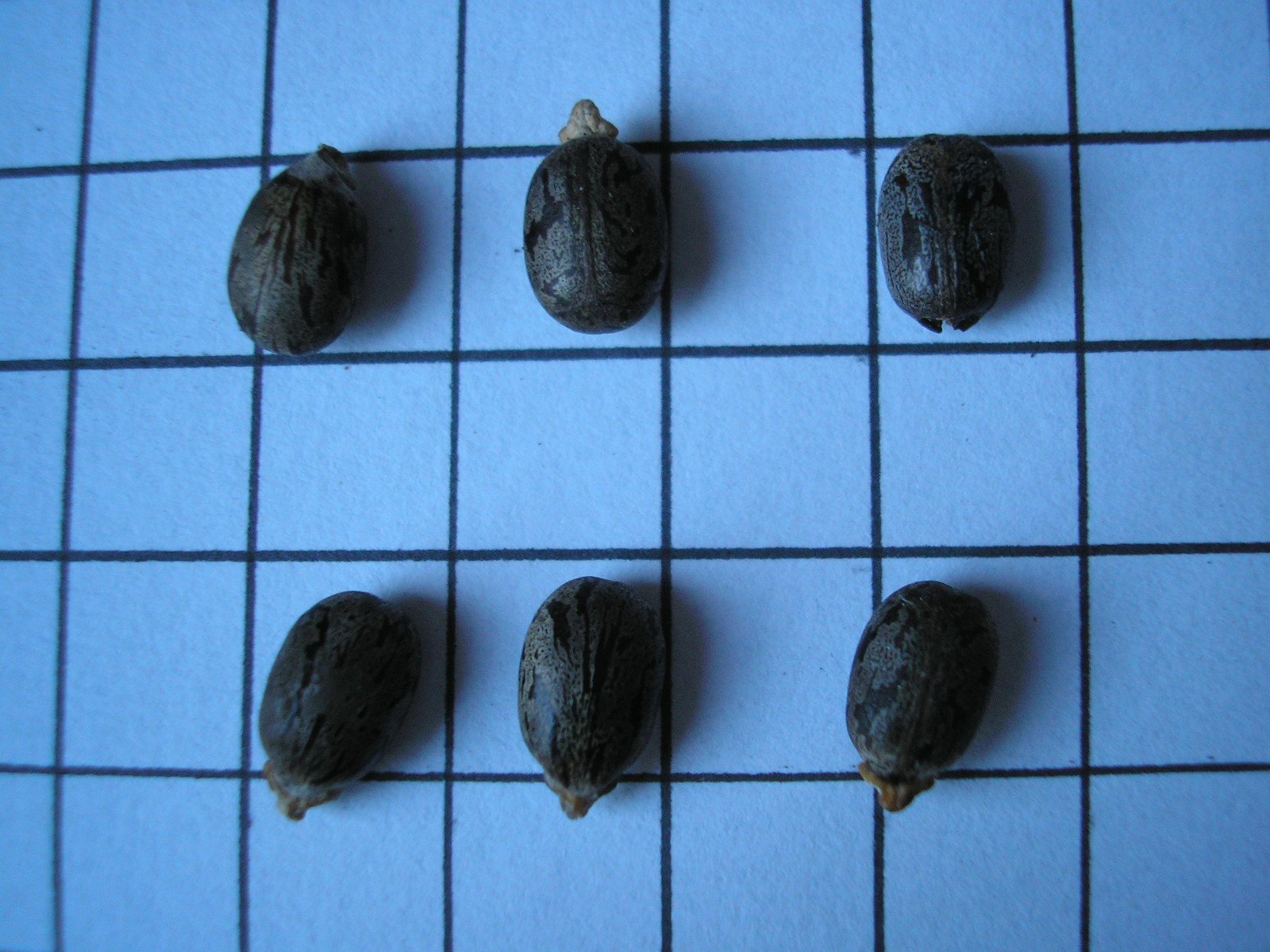 Sementes UFSCar: Sementes e suas características