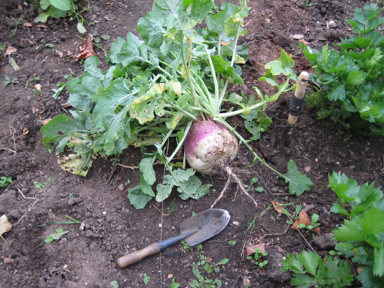 Straining over the blog..... More Tales from an Urbane Flâneur: Big Turnip