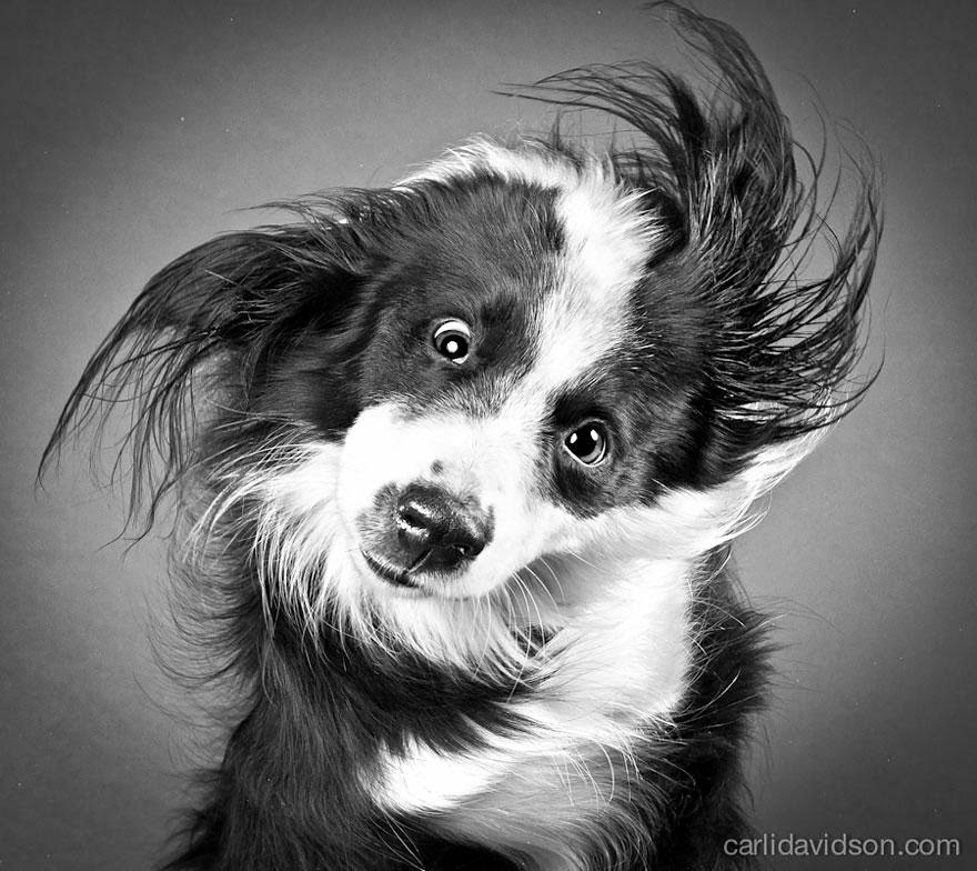 The Gibble: Slow Motion Photos Of Dogs Shaking Their Heads