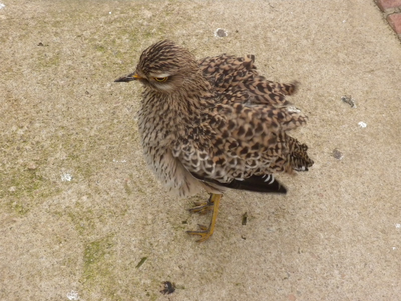 The Cackling Hen: Hens in Africa: A Search for Roots