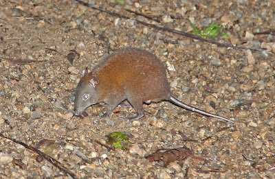 BunyipCo: The Musky Rat-Kangaroo