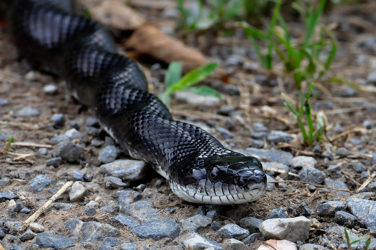 Larry Ostby's Wild Critters: A Potpourri of Critters...