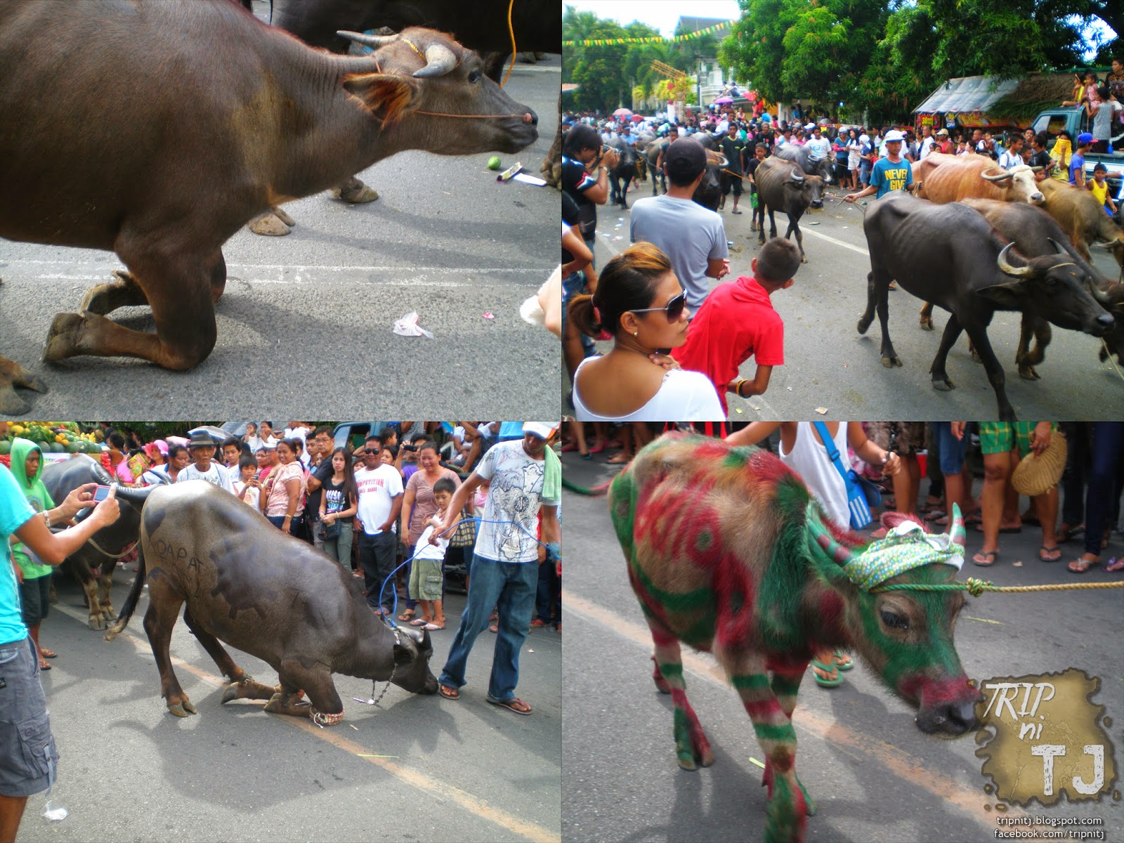Trip ni TJ: Pulilan Kneeling Carabao Festival 2013