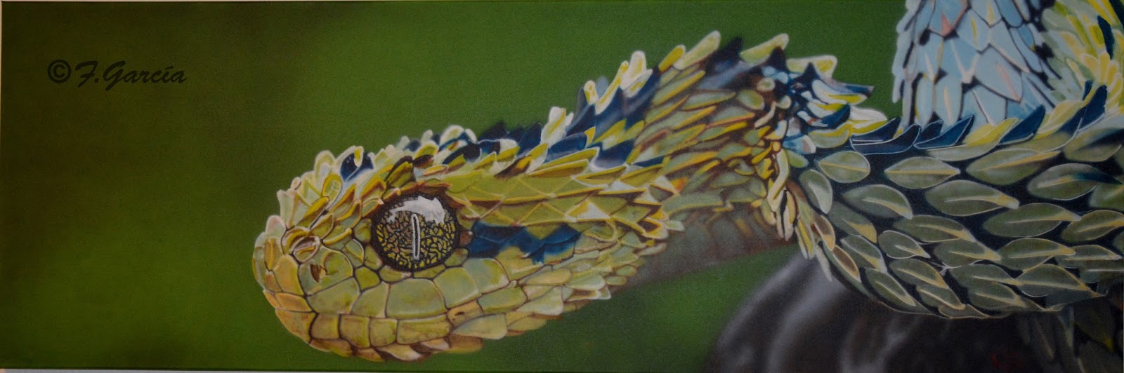 My Fine Art Center: Bush Viper