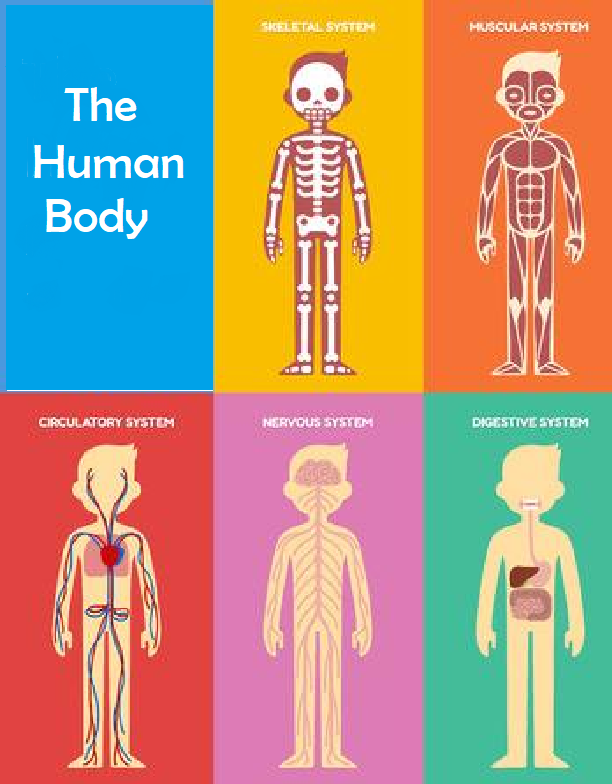 The Human Body Unit