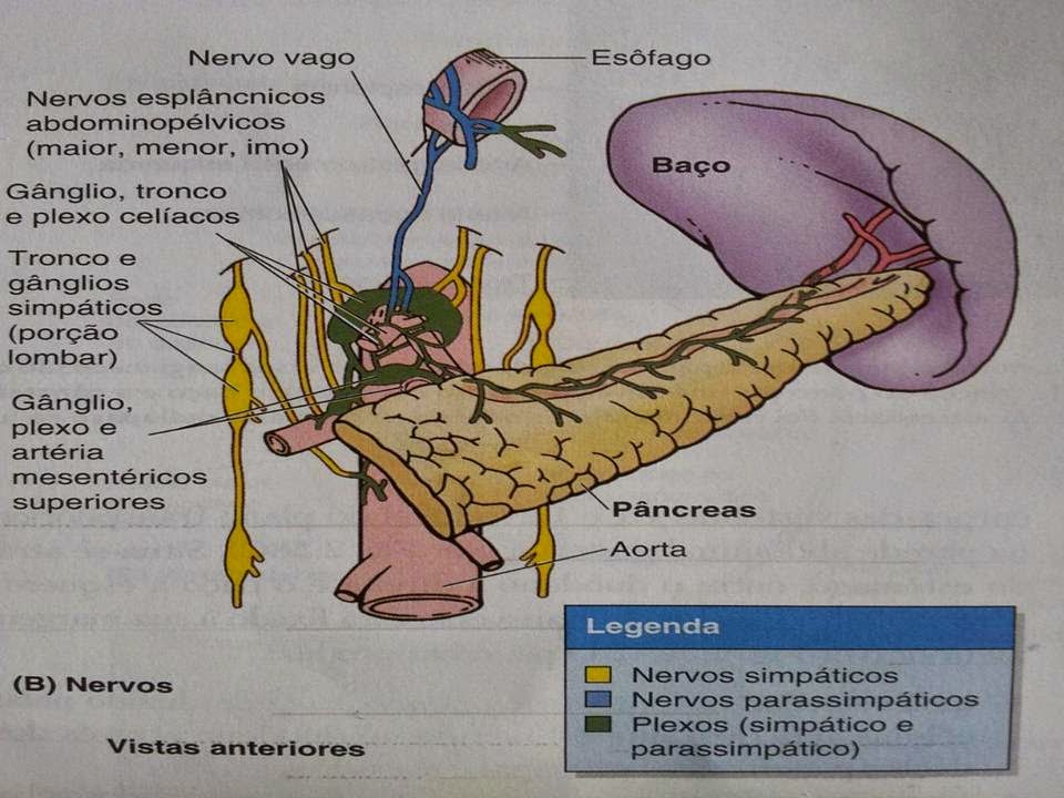 Liga de Anatomia ULBRA: PÂNCREAS