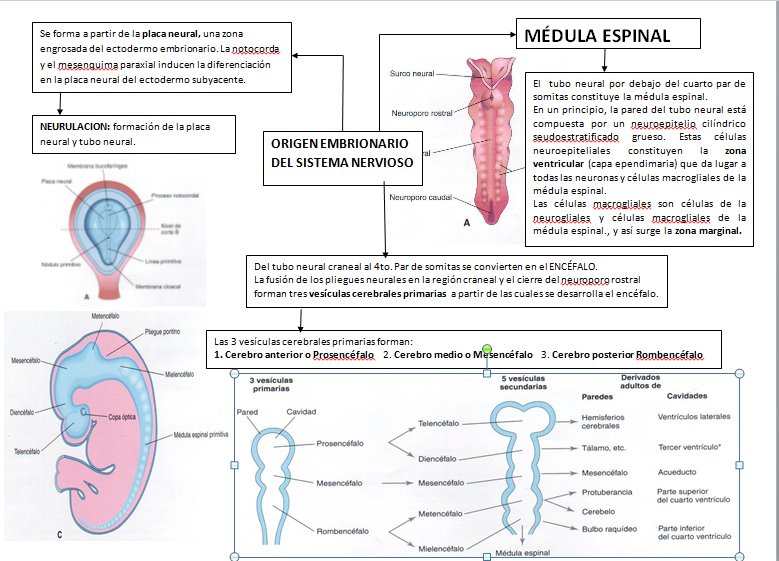FISIOLOGIA: ORIGEN EMBRIONARIO DEL SISTEMA NERVISO