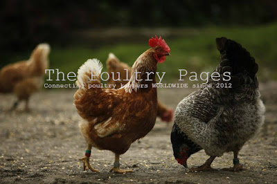 The Poultry Pages: Why Can I Feel My Chickens Keel / Breast Bone?