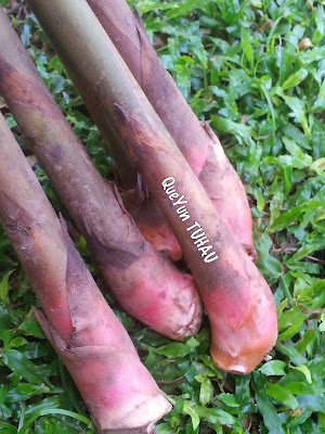 POKOK TUHAU ~ QueYun TUHAU SABAH BORNEO