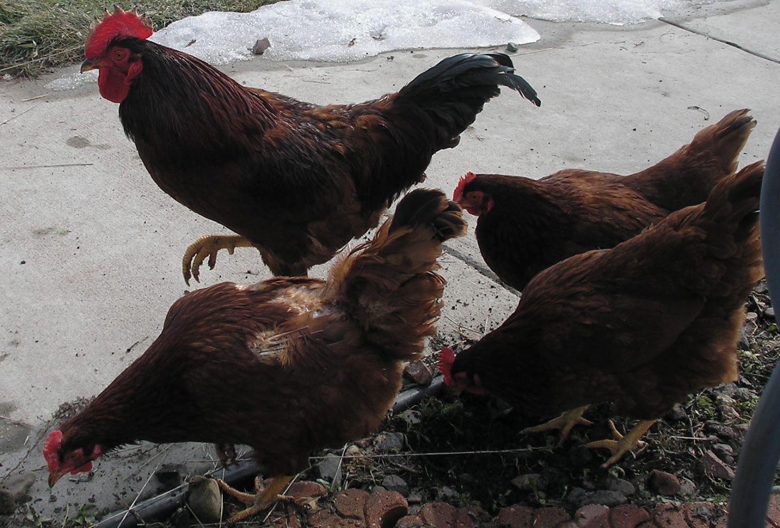 The Cheerful Agrarian: Chickens: The First Five Years