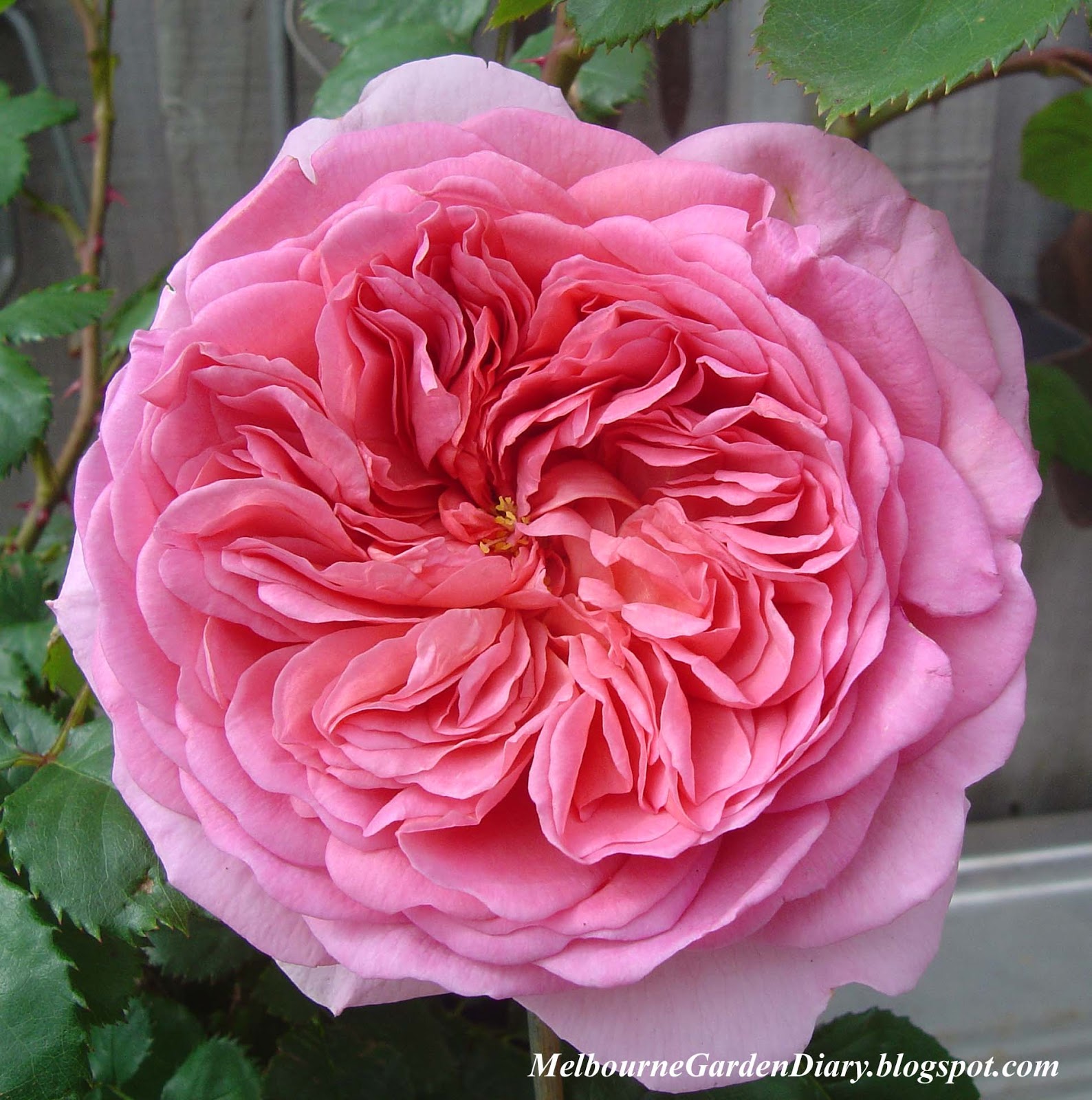 Melbourne Garden Diary: Princess Alexandra of Kent Rose