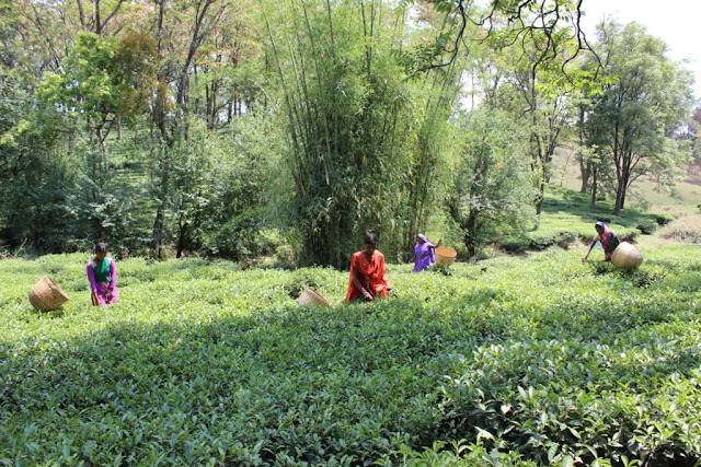 Climber & Explorer: Visit to a Tea Estate in Kangra