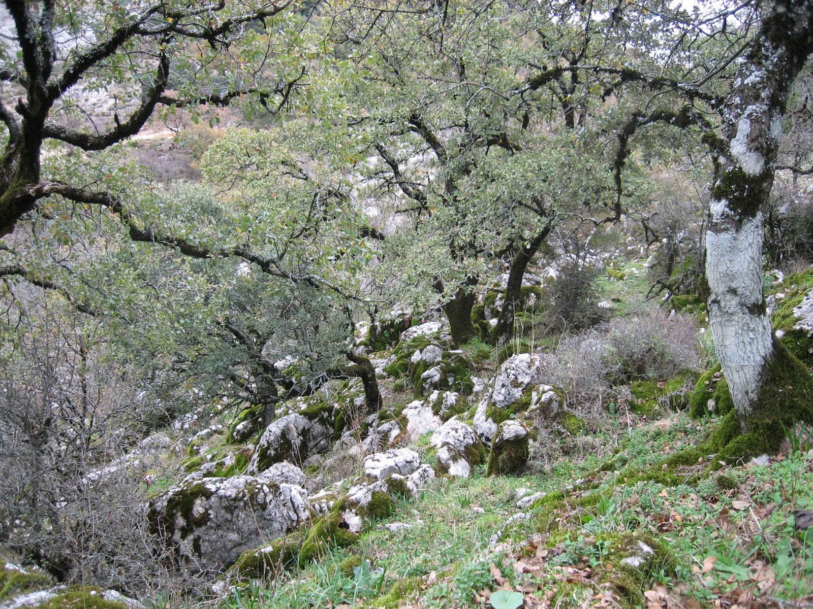 PLANTAR CIENTOS DE ARBOLES: QUEJIGOS: QUERCUS FAGINEA
