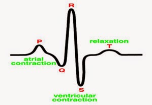 Adventures with Ellie: Droppin’ P Waves...