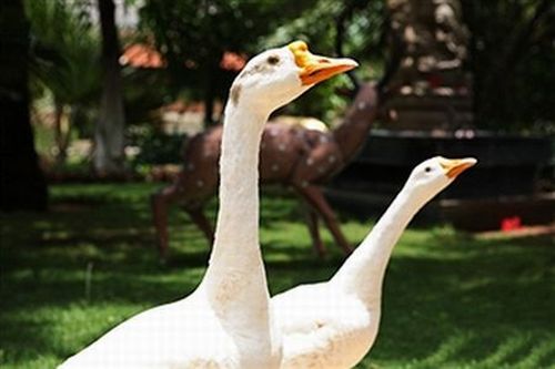 Raising Ducks At Home: Raising Ducks for Beginners - 5 Crucial Tips To ...