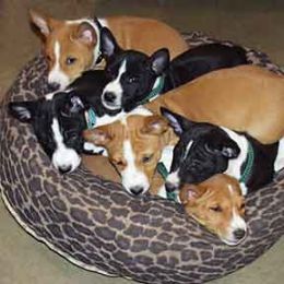 Dog Photo: The Basenji Dog Pictures