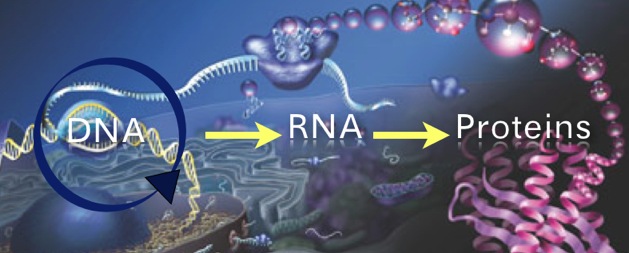 Ringkasan Secara Umum Biologi Sel / Molekuler Biologi