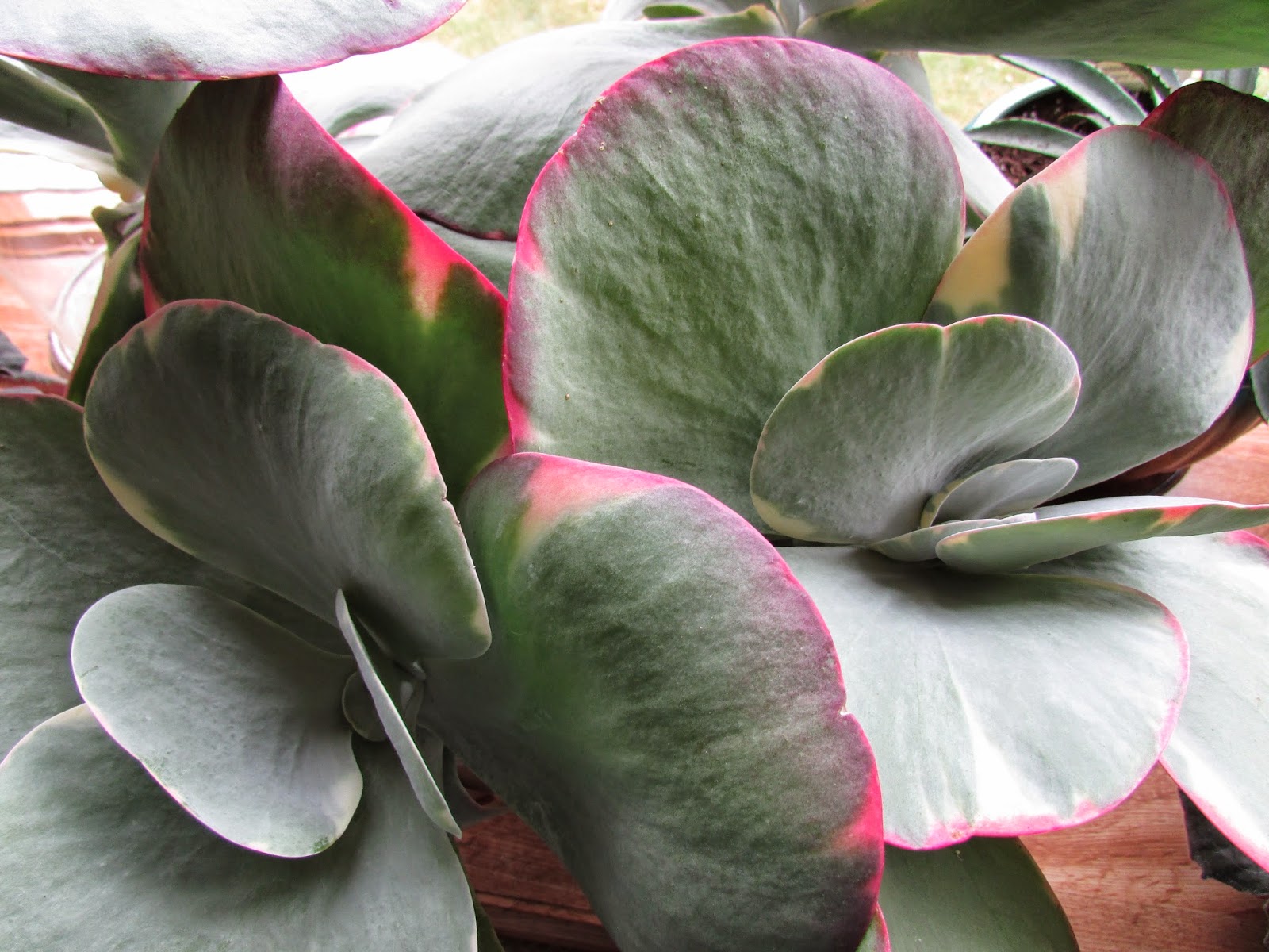 Wiese Acres: Flapjack Plants - Kalanchoe thyrsiflora