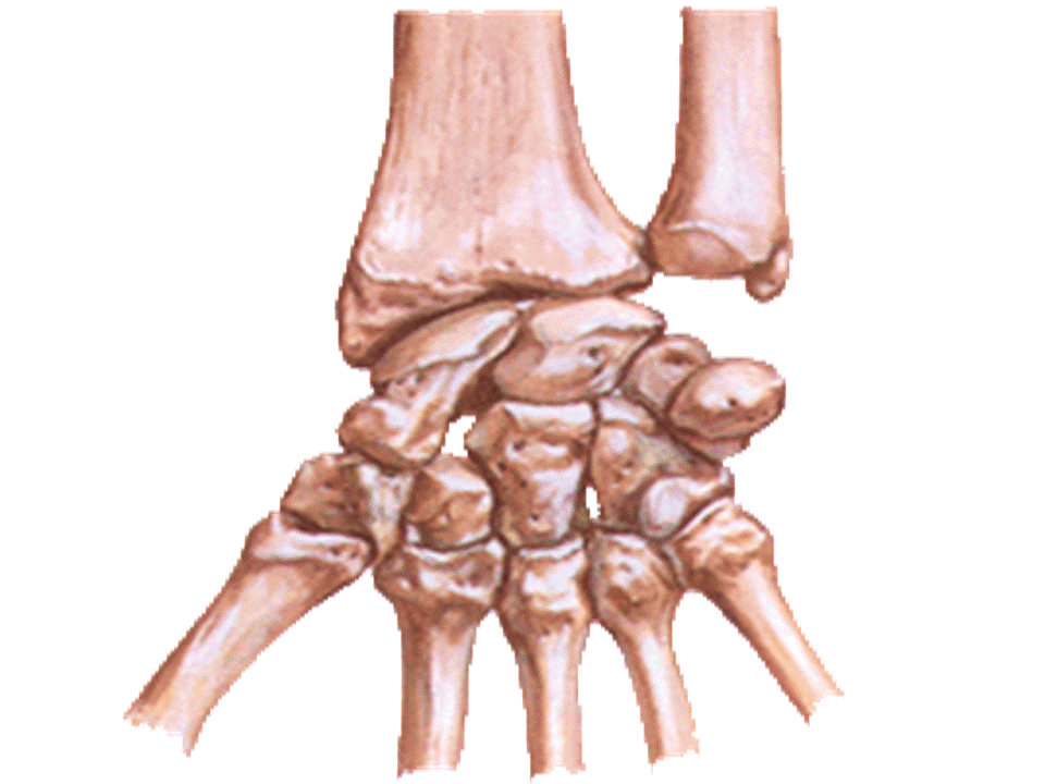 Anatomia