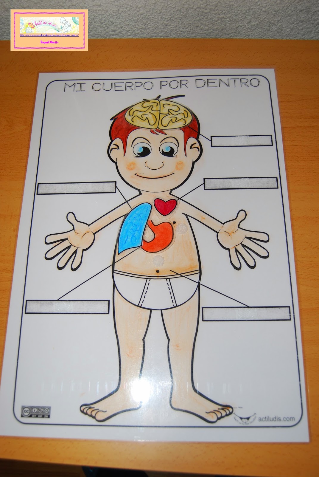 El baúl de A.L: Órganos internos.