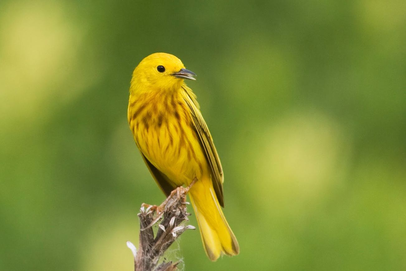 American Yellow Warbler - cuteanimalsworld