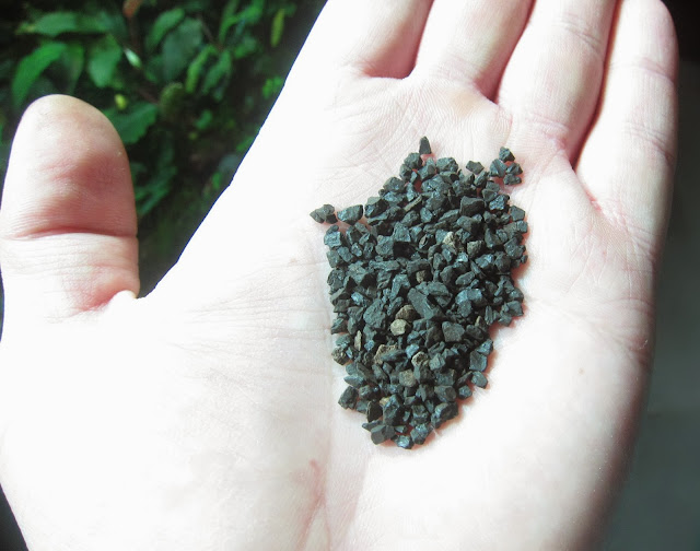 Bucephalandra : Создание креветочника Benibachi