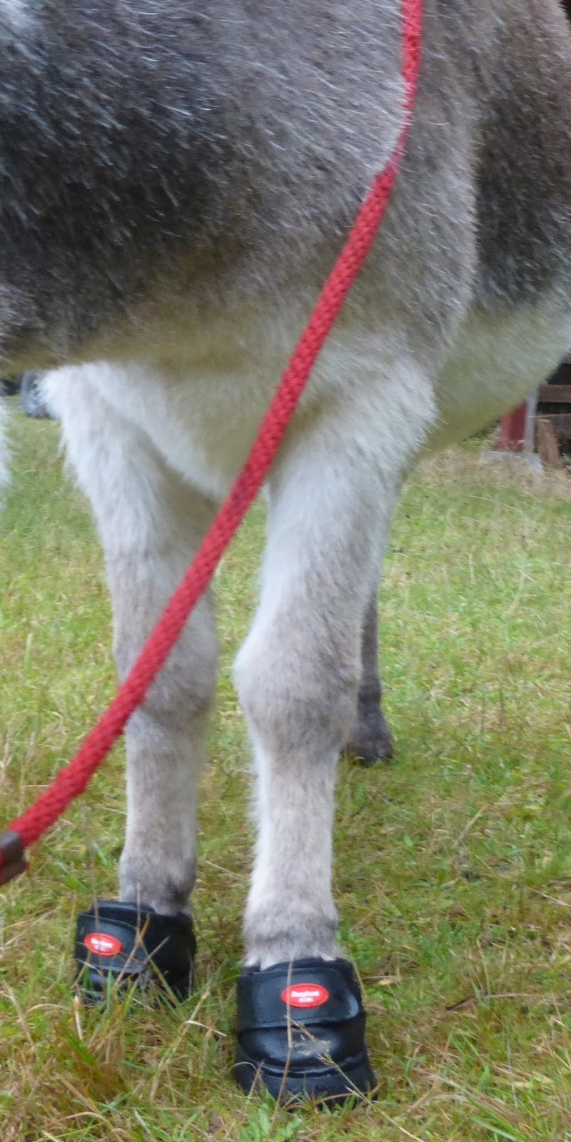 A Donkey Diary: Fall again and thoughts about donkey "clothing!"