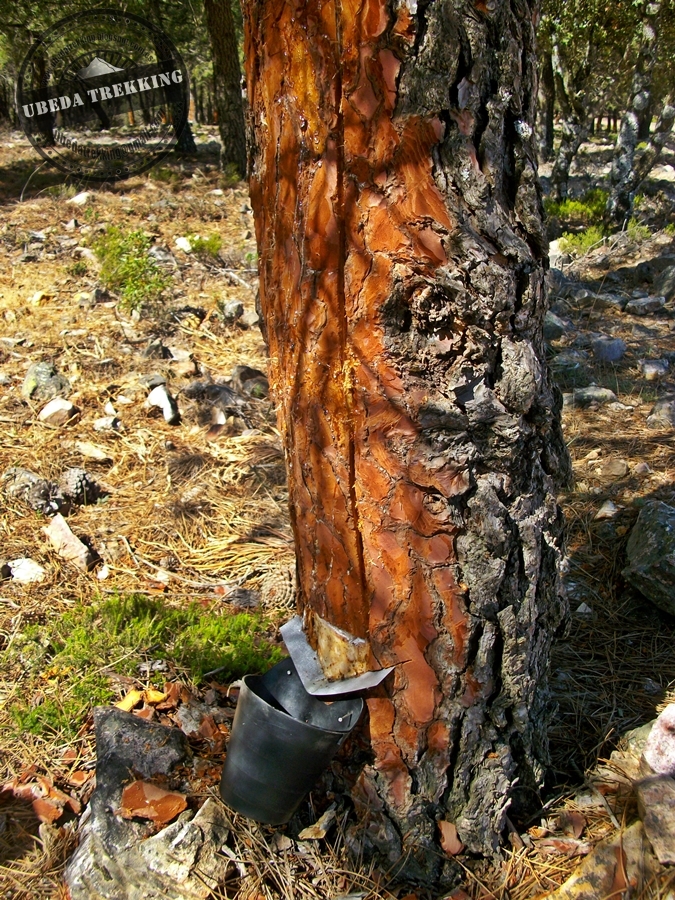 ÚBEDATREKKING : RUTA 075 - (OT) - MIRANDA DEL REY, PICO ESTRELLA ...