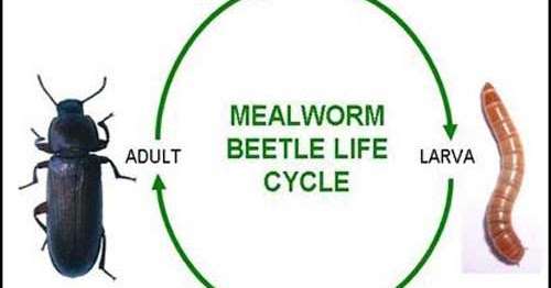 Retired--Now What?: Plastic-Eating Insects