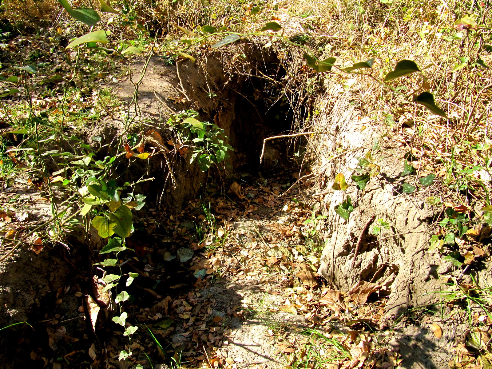 IEAS News: Inside the Bear's Den - LITERALLY!