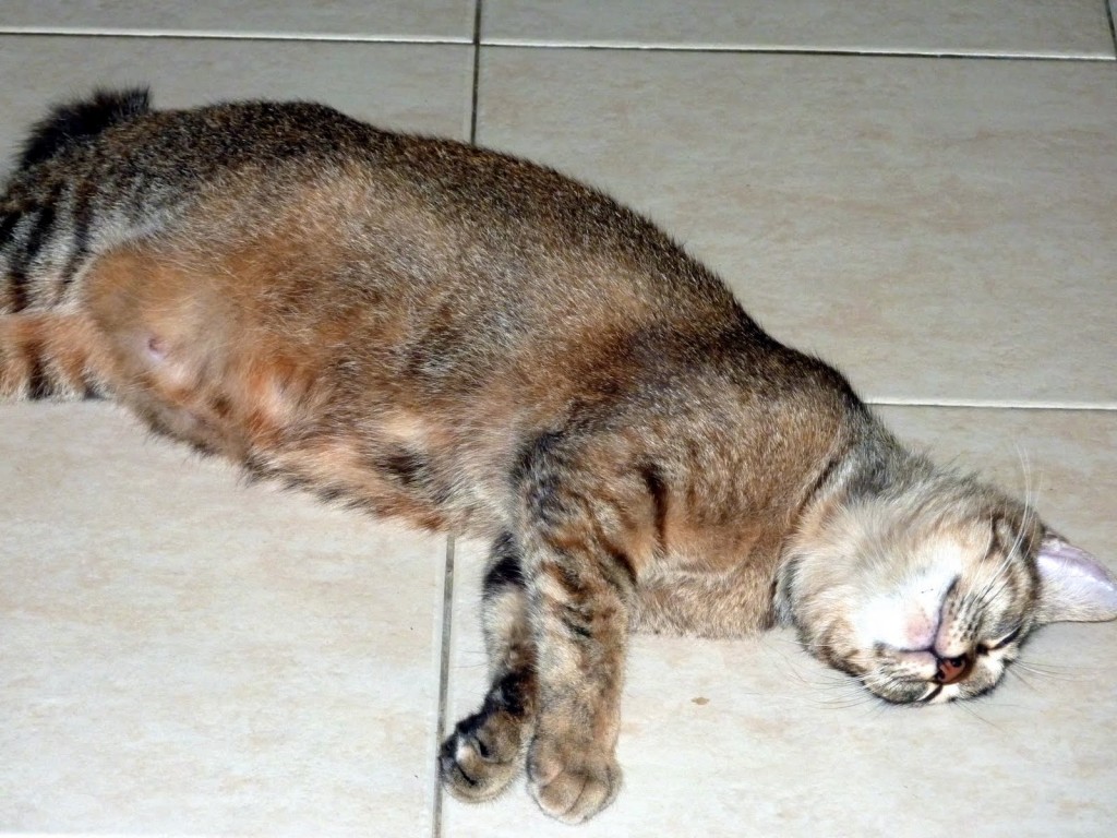 Ciri-Ciri Kucing Hamil dilihat dari Perilaku dan Perubahan Fisiknya ...