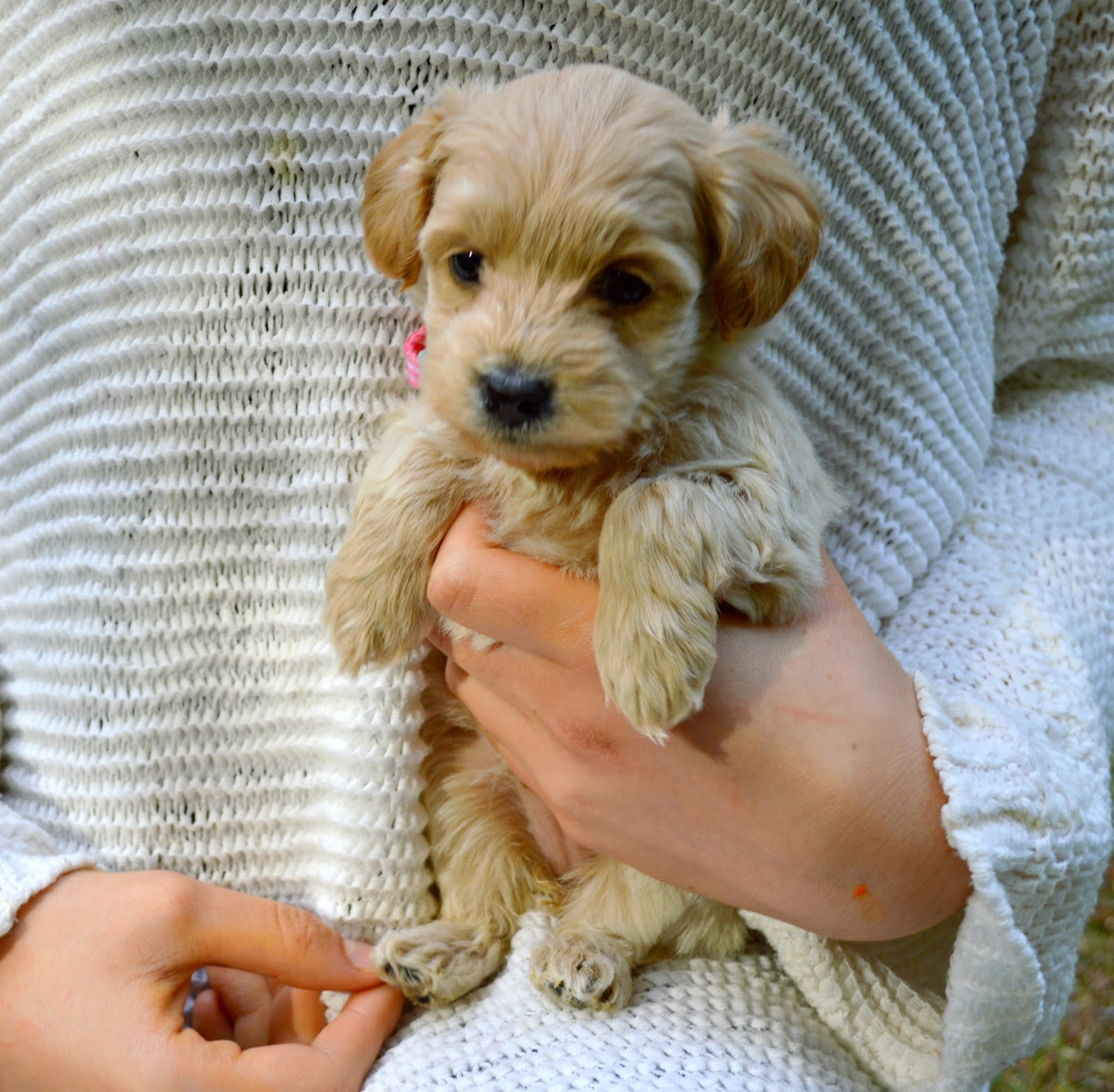 Growing Puppies - Virginia Schnoodle Breeder --Hypoallergenic Dogs ...
