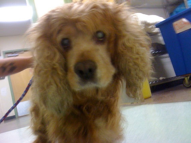 Hearts to the Rescue: URGENT Senior Cocker Spaniel at ACCT Philadelphia ...