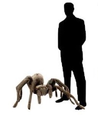 J’ba Fofi ~ Los archivos del Bardo