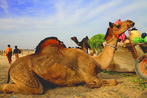 Chanan Pir Festival - Bahawalpur - Pakistan - Hamara Bahawalpur