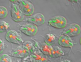 Giardiosis, Enfermería USACH: ¿Que es la Giardiosis?