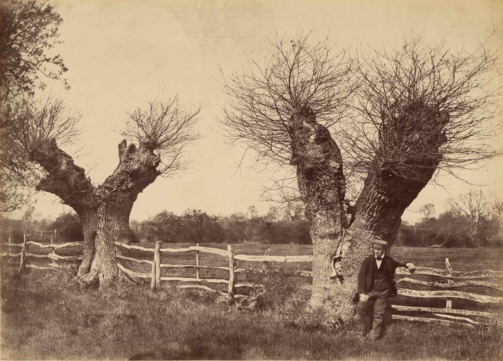 Spencer Alley: Photographs of 19th-century Trees