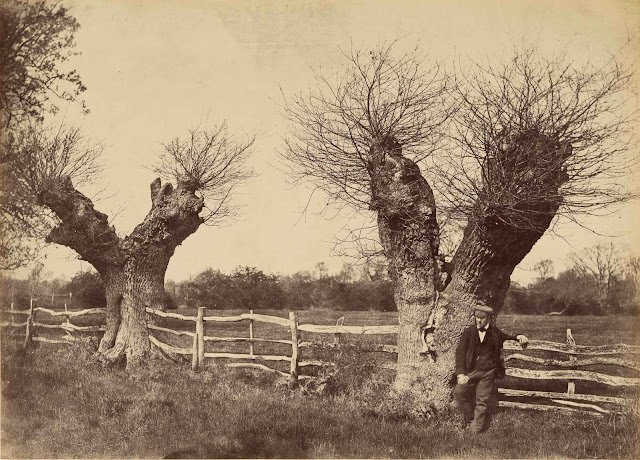 Spencer Alley: Photographs of 19th-century Trees