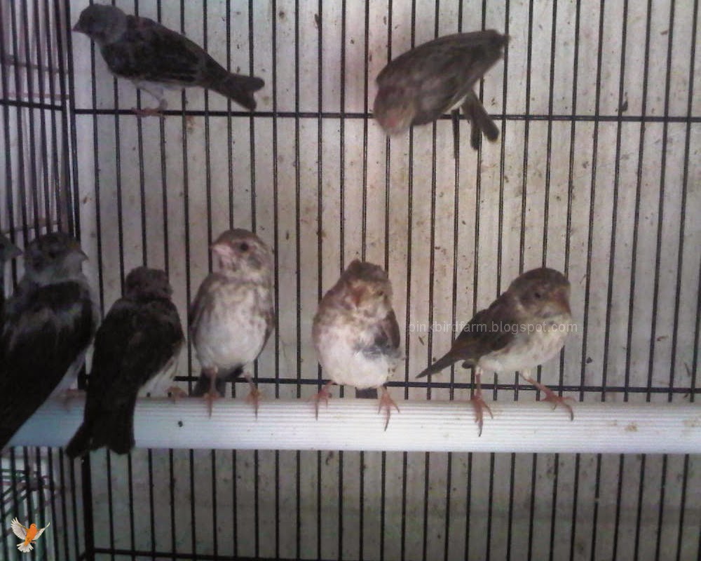 SANGER | PINK BIRD FARM