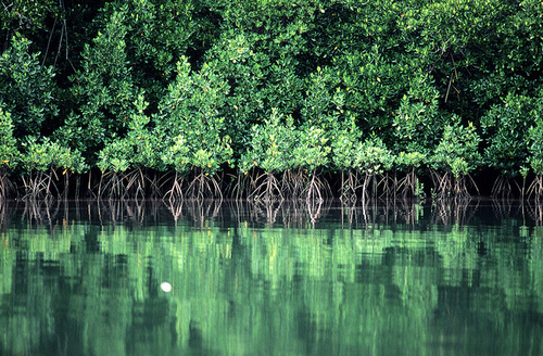 EKOGEO: RAWA : LAHAN BASAH DI MUKA BUMI