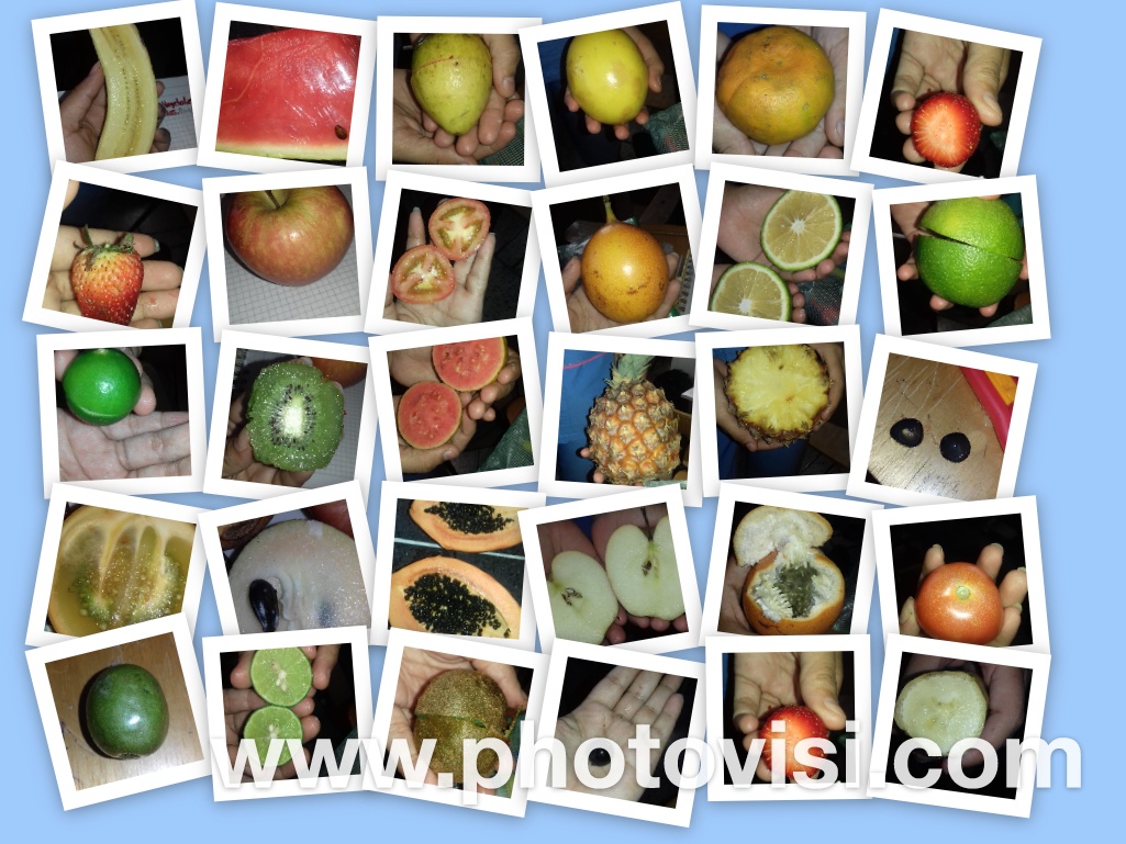 ÓRGANOS VEGETALES: El Fruto