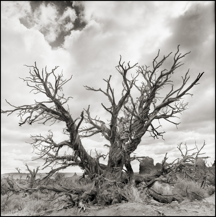 Brandon Allen Photography: Dead Tree - Moab UT