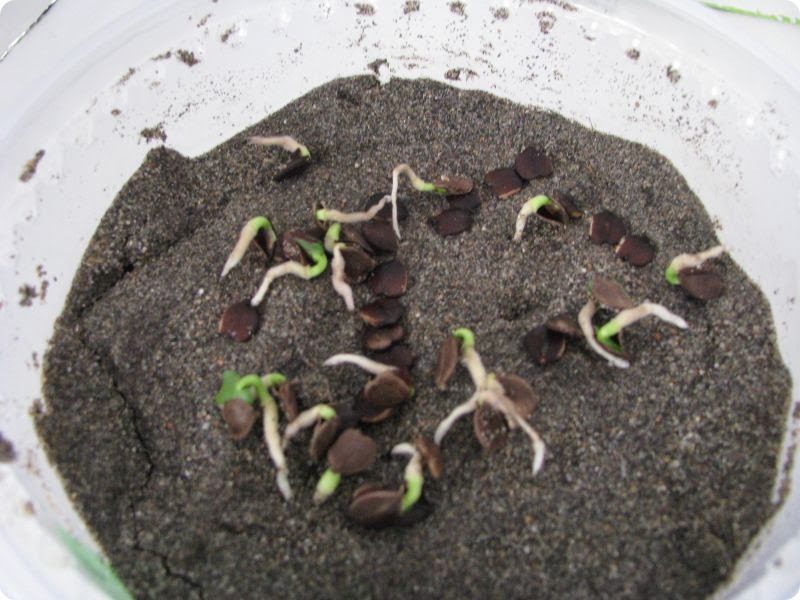 CULTIVODEPLANTASENPERU: GERMINACION DE TUTUMA