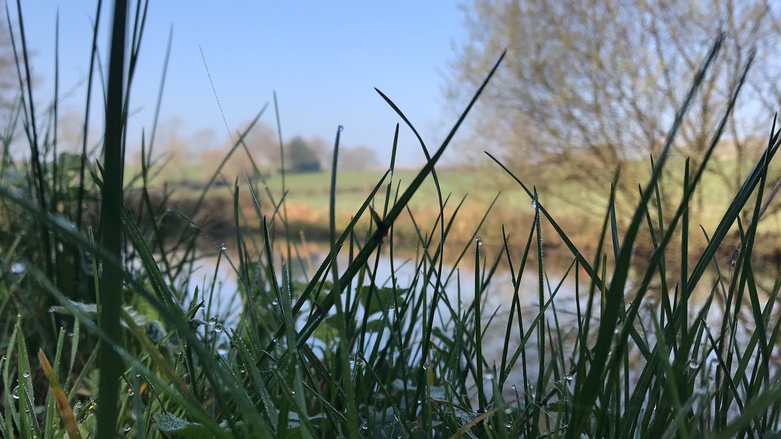 Piscatorial Quagswagging: The Cut Colossus – The Quest for the Pintail ...