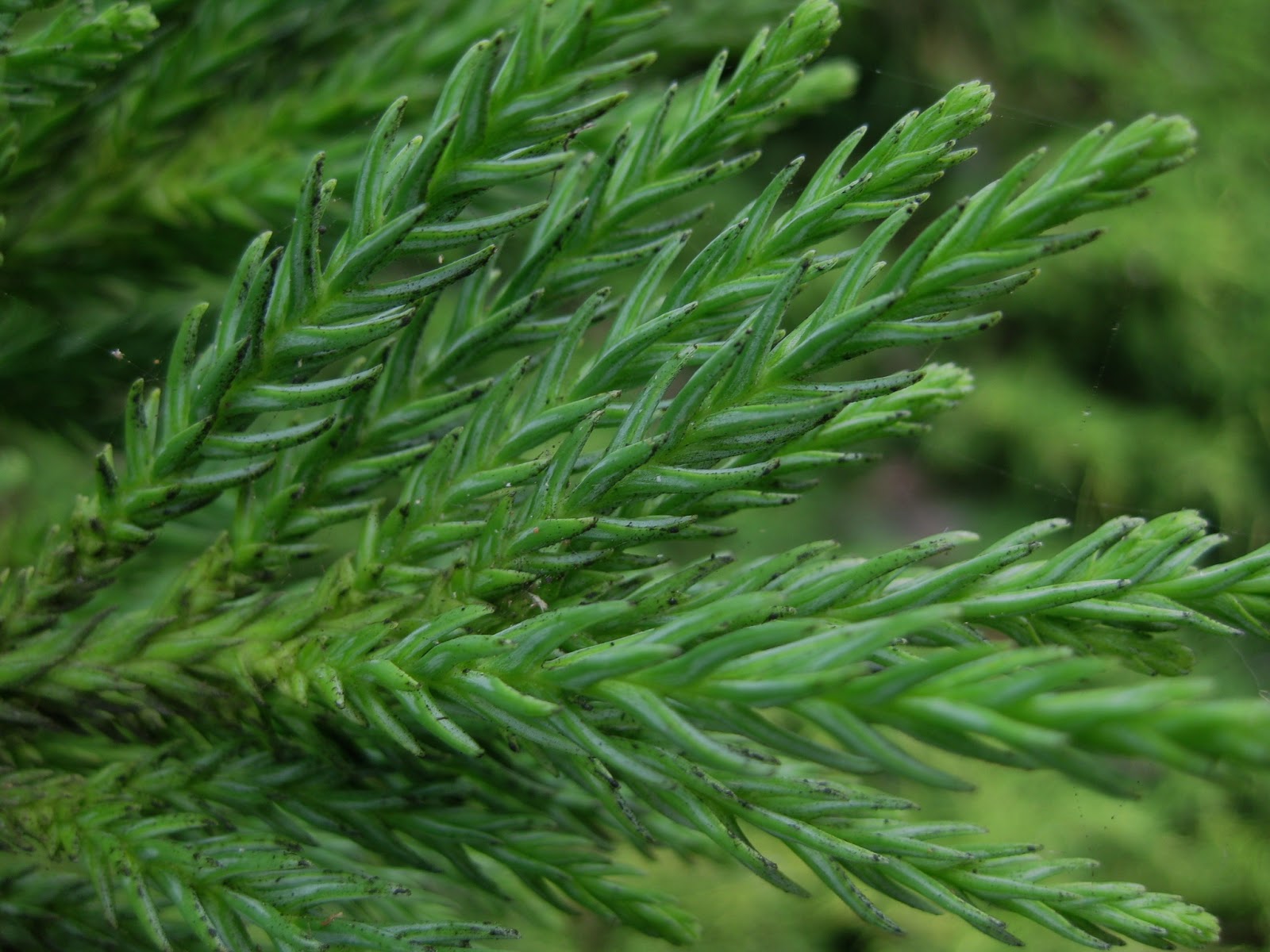 Trees of Santa Cruz County: Cryptomeria japonica - Japanese Cryptomeria