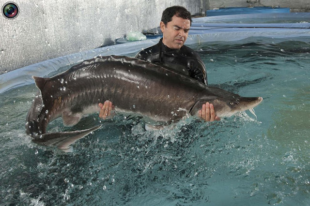 Kenali Ikan Sturgeon Yang Menghasilkan Karviar (Caviar) |MyRokan