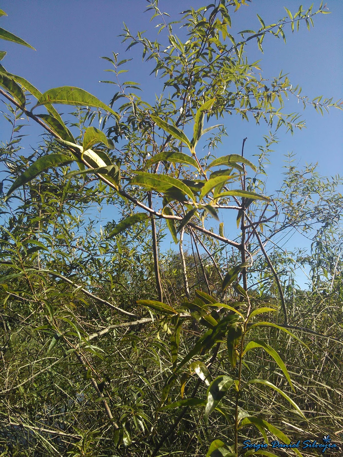Flora Nativa de Entre Rios