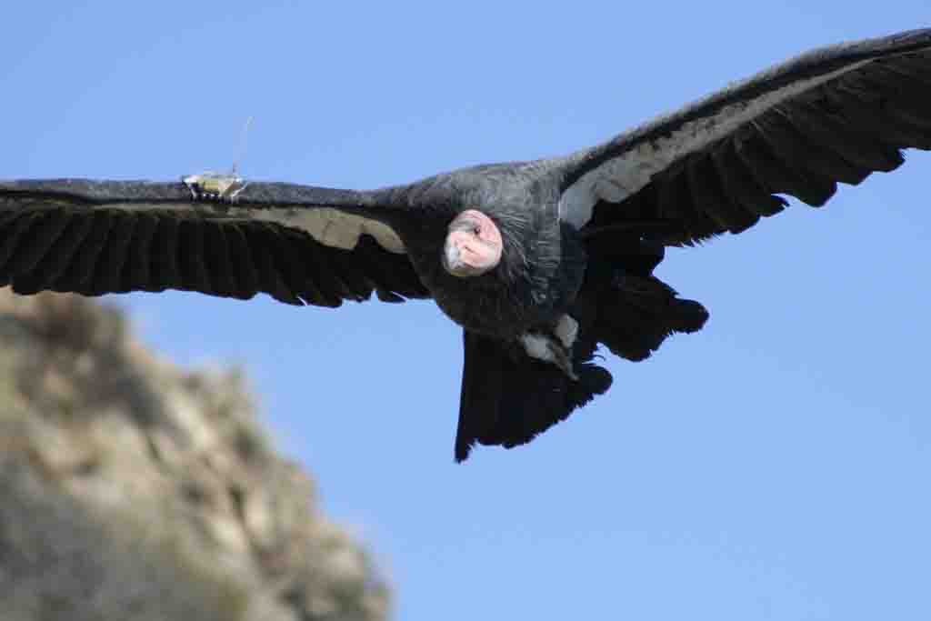World All Animals: California Condor new photos