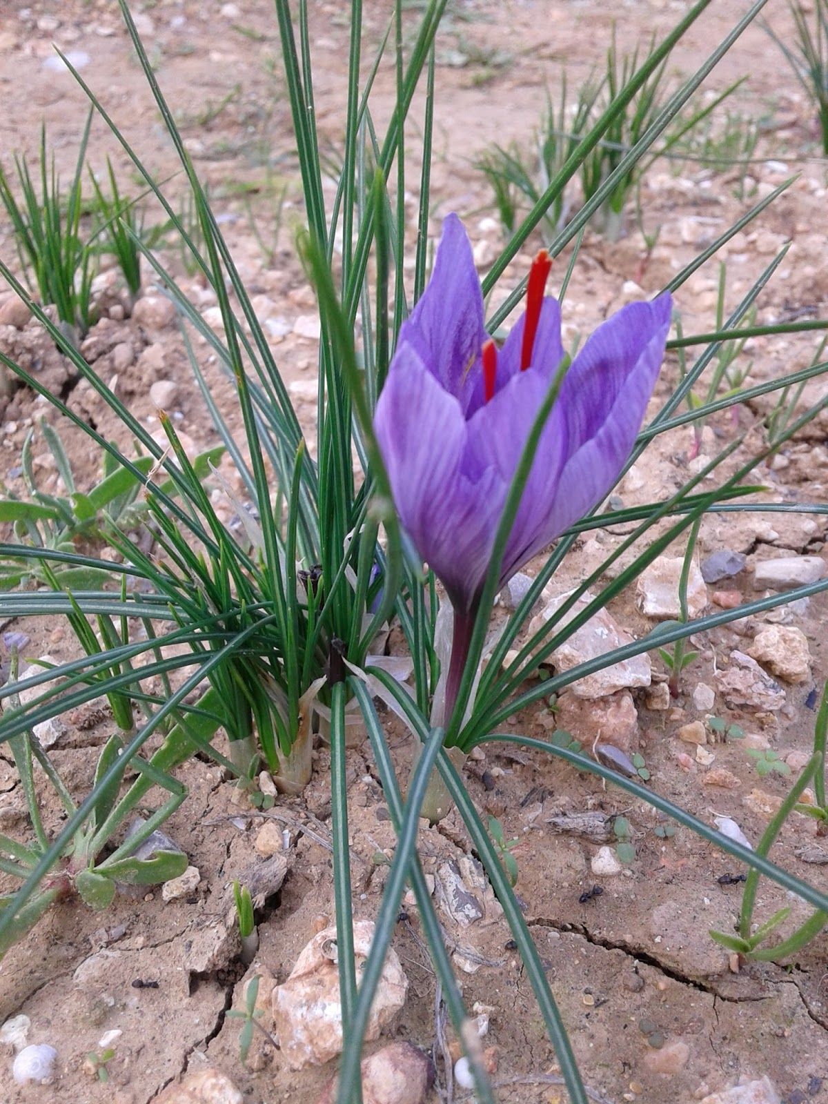 Safran du Bassin de Thau: Le safran