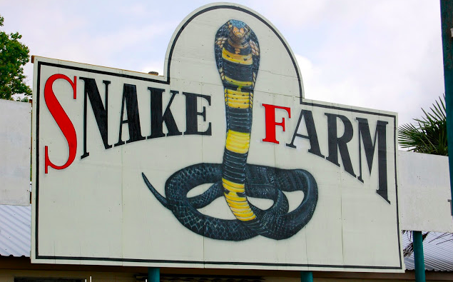Snake farming and its Benefits - EXPRESSTZ.COM